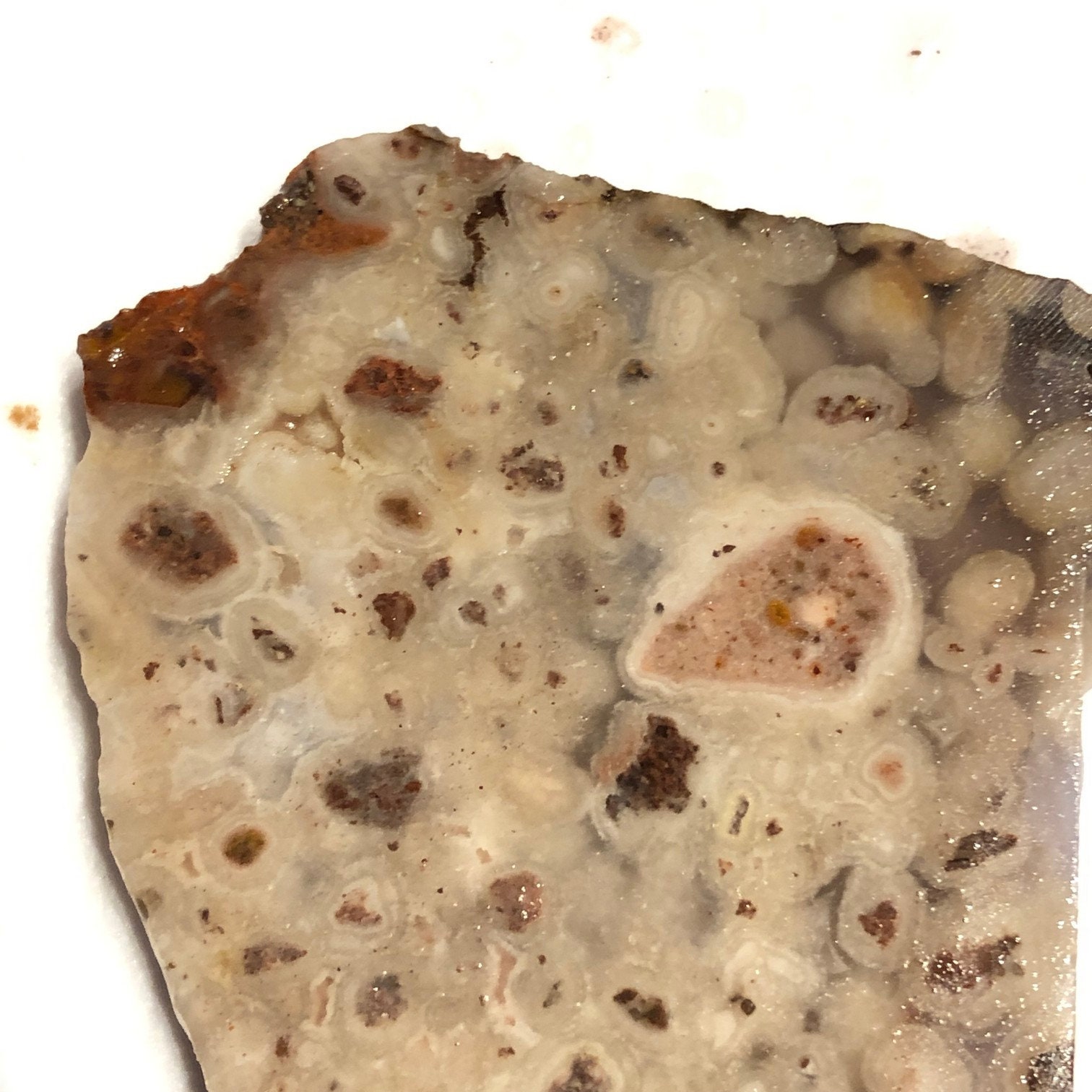 HTF Fisheye Fossil Agate Lapidary Slab Mexican Fish Eye Agate - Etsy