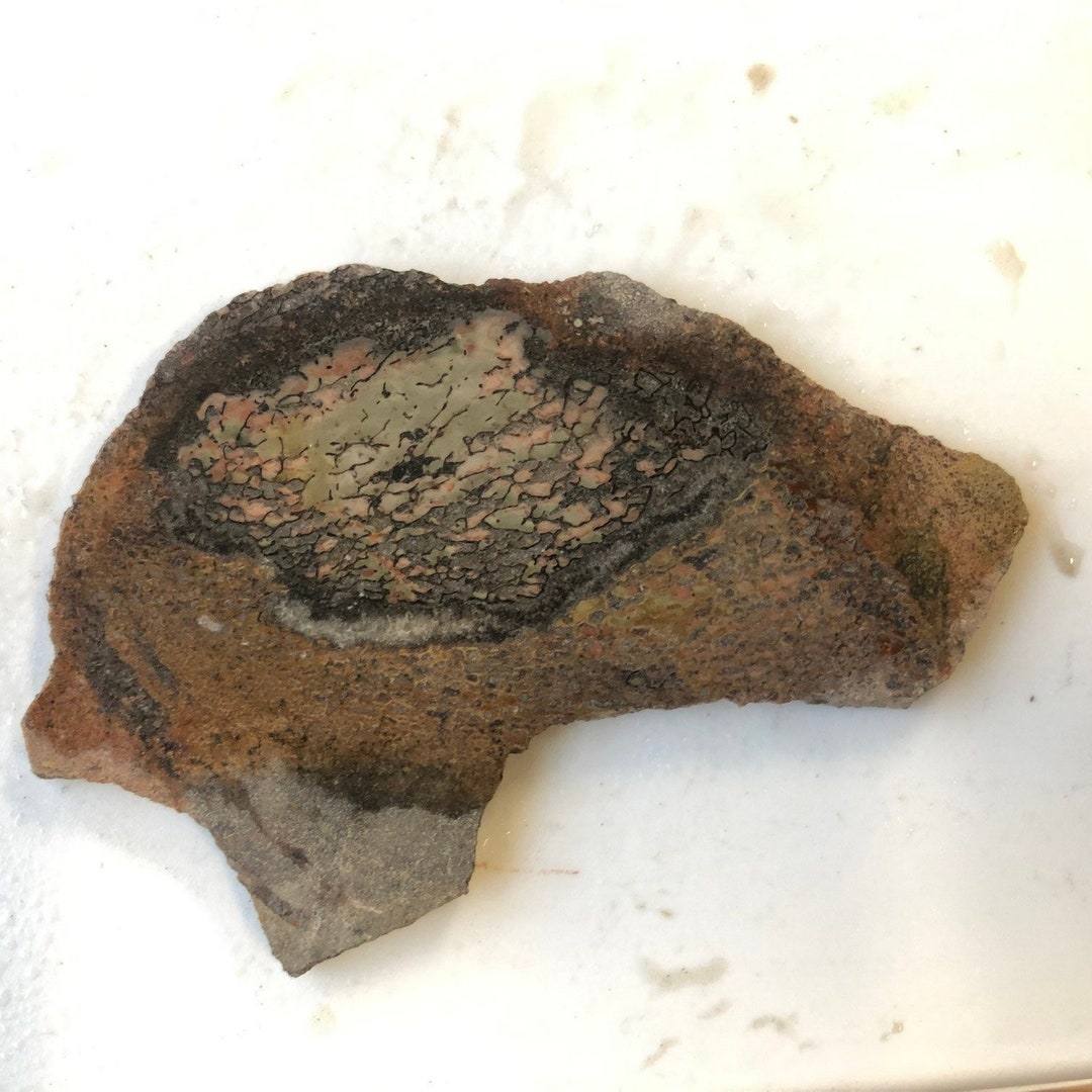 Old Stock Dinosaur Scapula Bone Piece Slab, Colorful Dinosaur Bone ...