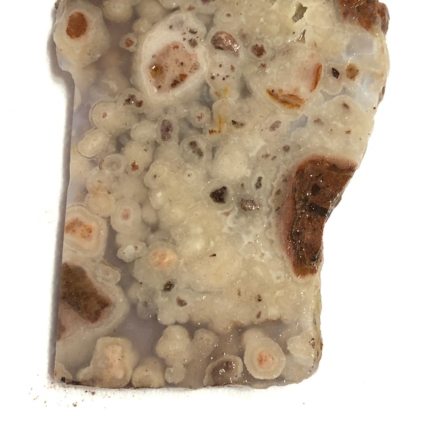 RARE Mexican Fisheye Fossil Agate Lapidary Slab, Mexican Fish Eye Agate ...