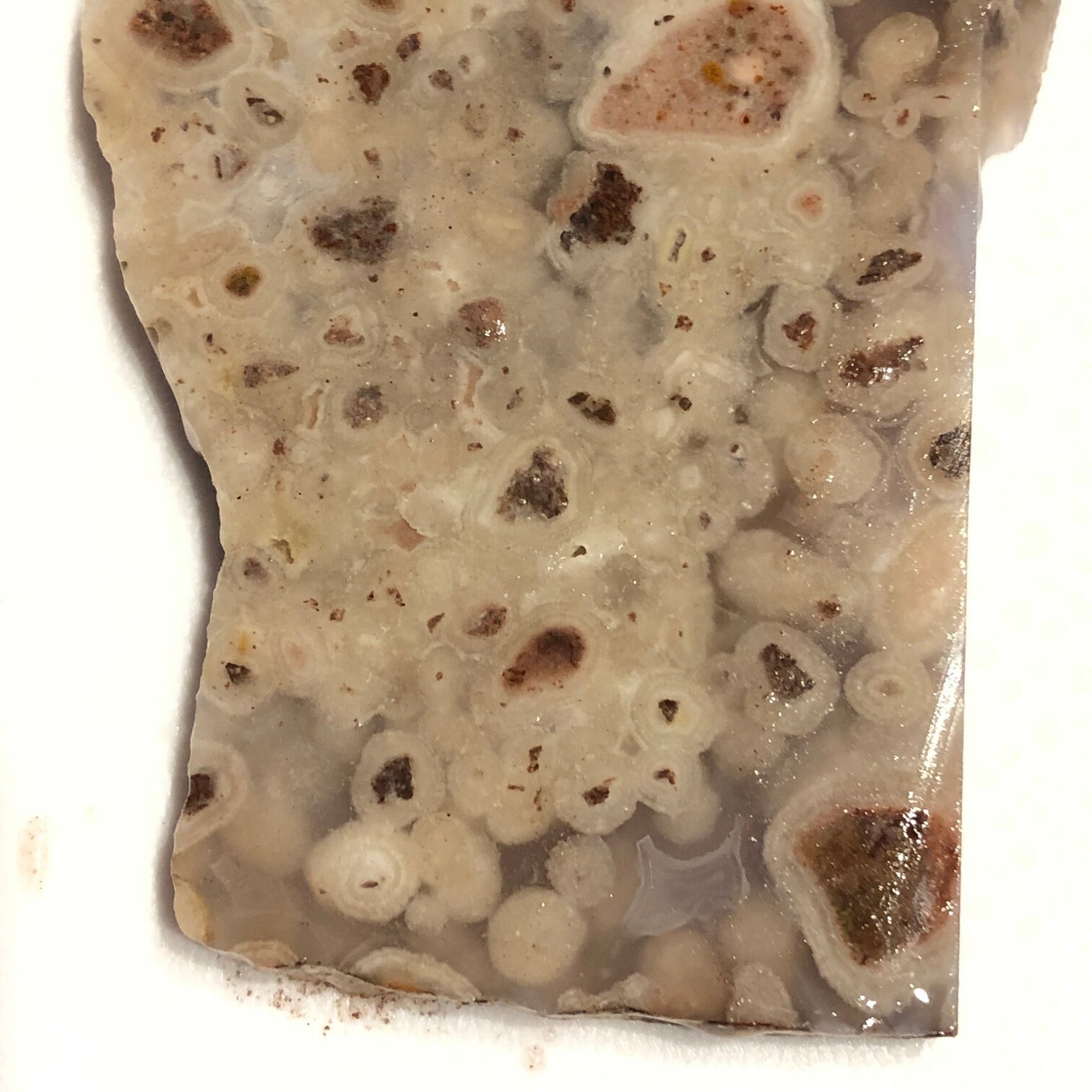 HTF Fisheye Fossil Agate Lapidary Slab Mexican Fish Eye Agate - Etsy