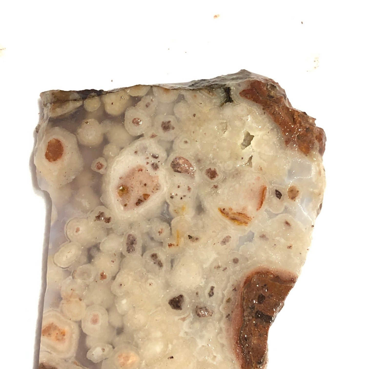 HTF Fisheye Fossil Agate Lapidary Slab Mexican Fish Eye Agate - Etsy