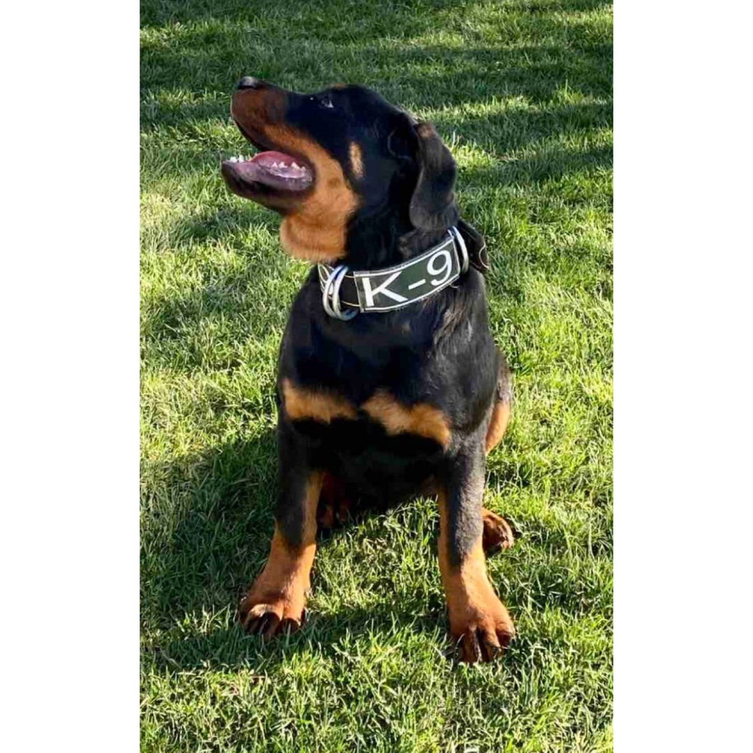 K9 Dog Collar 60 Cm Rottweiler Dogo Golden Pitbull K9 Cane Corso - Etsy