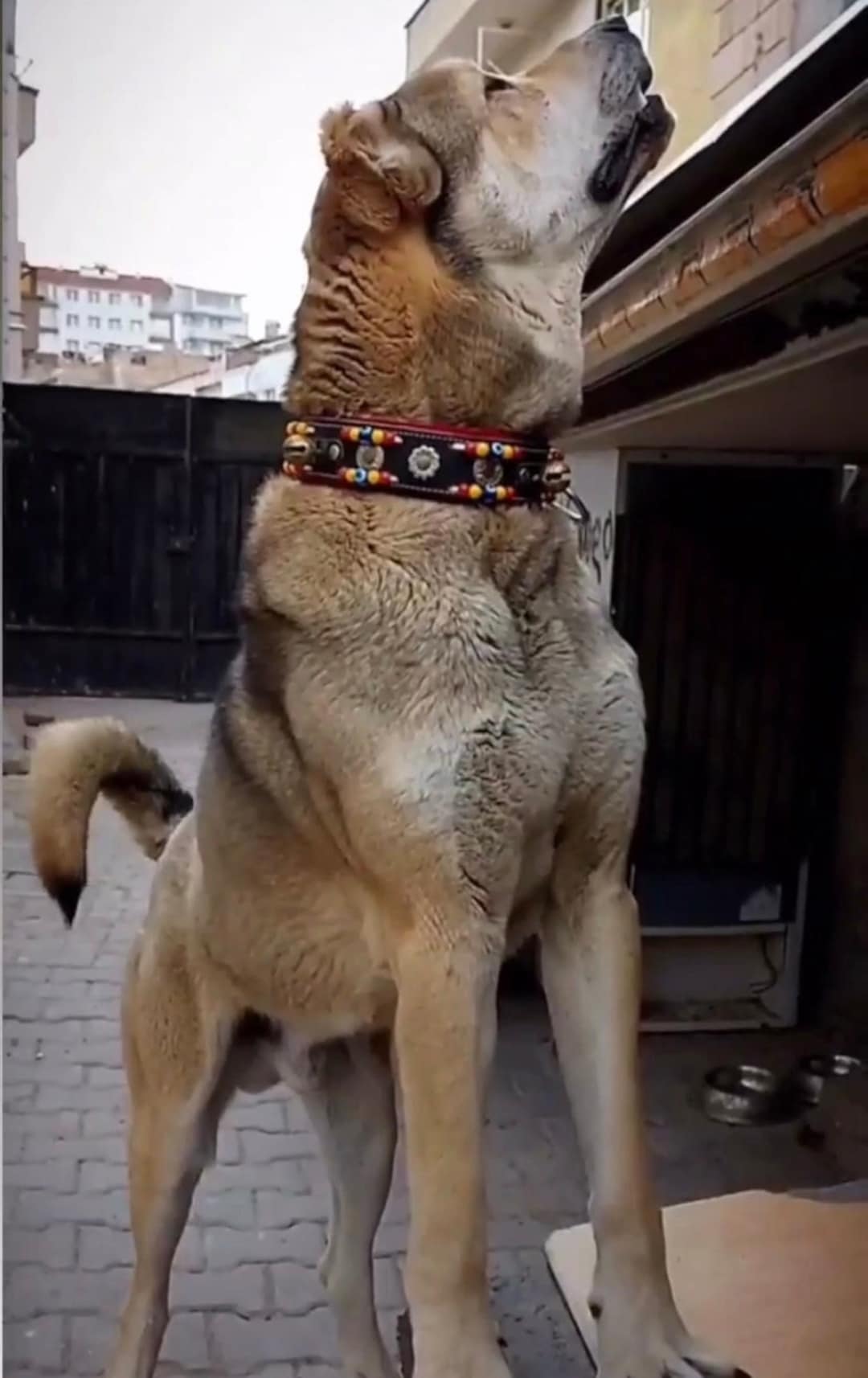 2 Bells Kangal Dog Collar Genuine Leather Black - Etsy