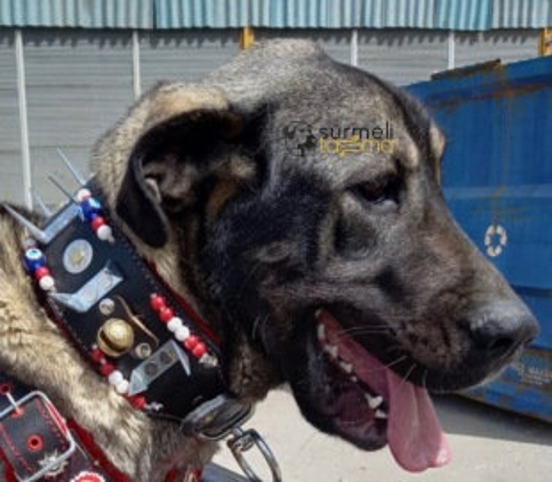 Kangal Dog Collar Wide Barbed Genuine Buffalo Leather With 2 Bells - Etsy