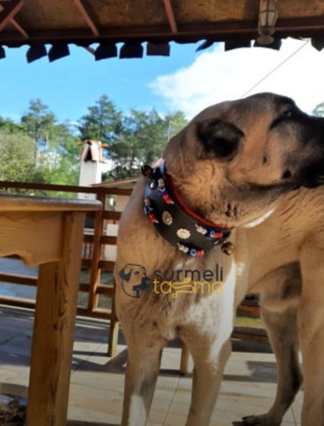 Kangal Dog Collar With 2 Bells Genuine Buffalo Leather - Etsy