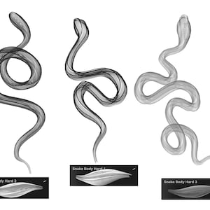 Snake Brush | Procreate Snake Scale Brush Set | Procreate Snake Body ...