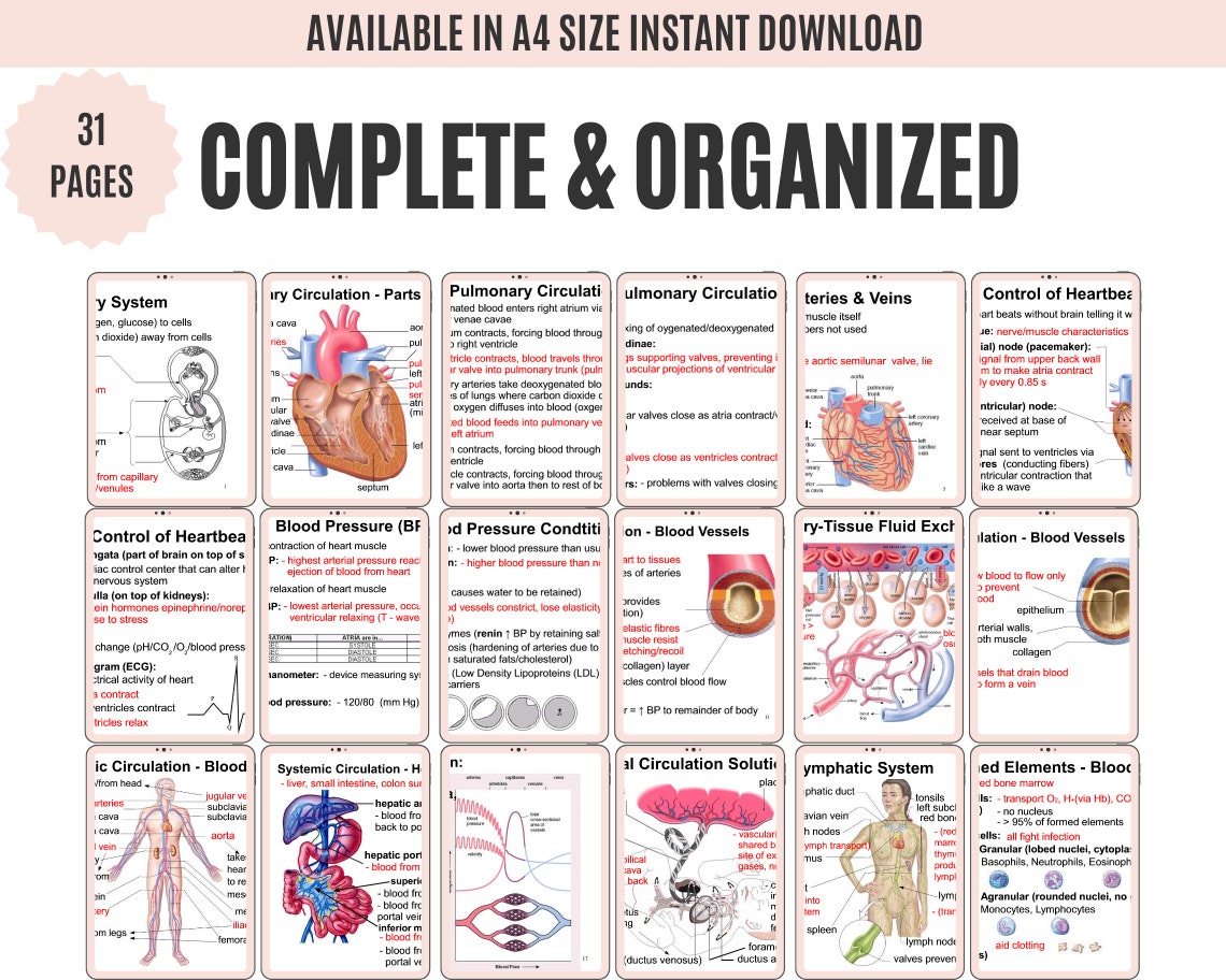 Cardiovascular System Anatomy Notes Instant Download Cardiac Nurse ... Cardiovascular System Anatomy Notes Instant Download Cardiac Nurse ...
