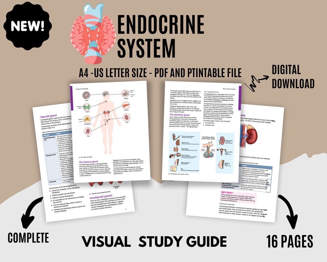 Endocrine System Disorders Bundle 16 Pages Nursing Study Guide ...