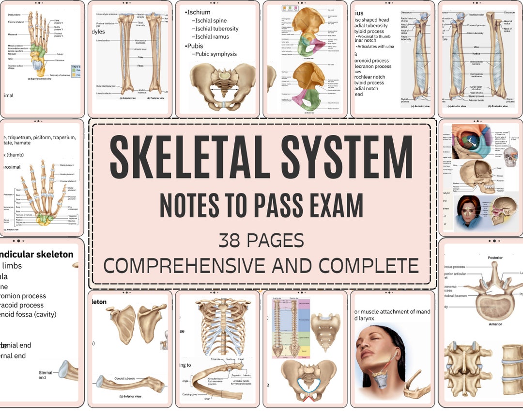 The Skeletal System A&P 38 Page Digital Download - Etsy Australia