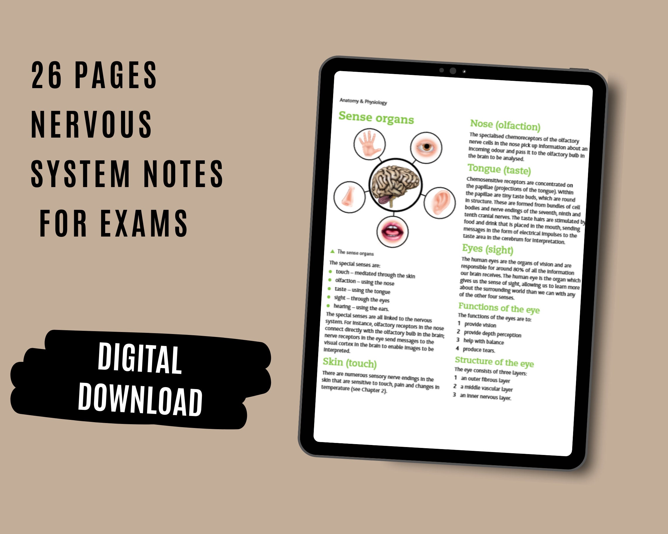 The Nervous System biology Notes - Etsy