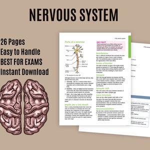 The Nervous System biology Notes - Etsy