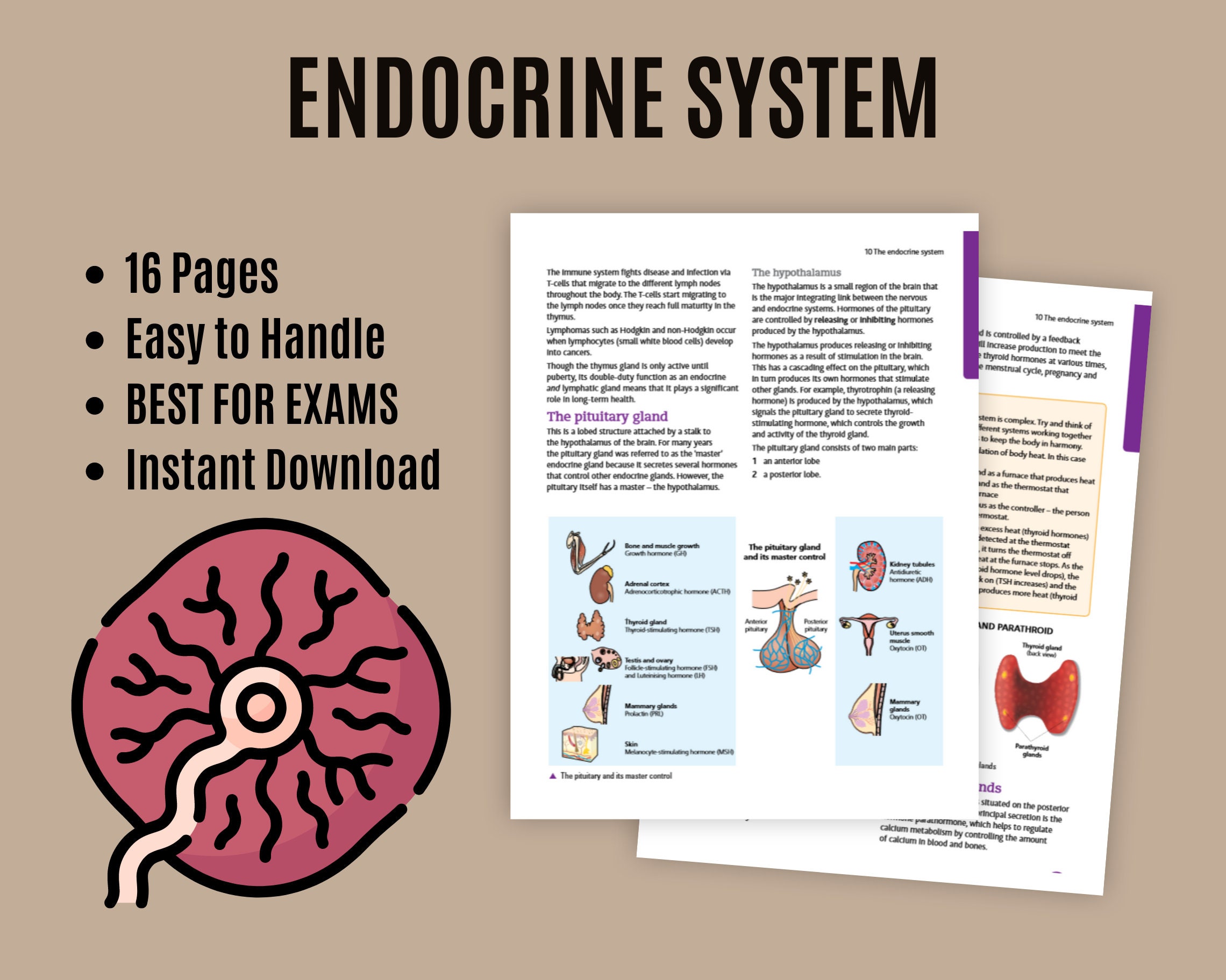 Endocrine System Disorders Bundle 16 Pages Nursing Study Guide