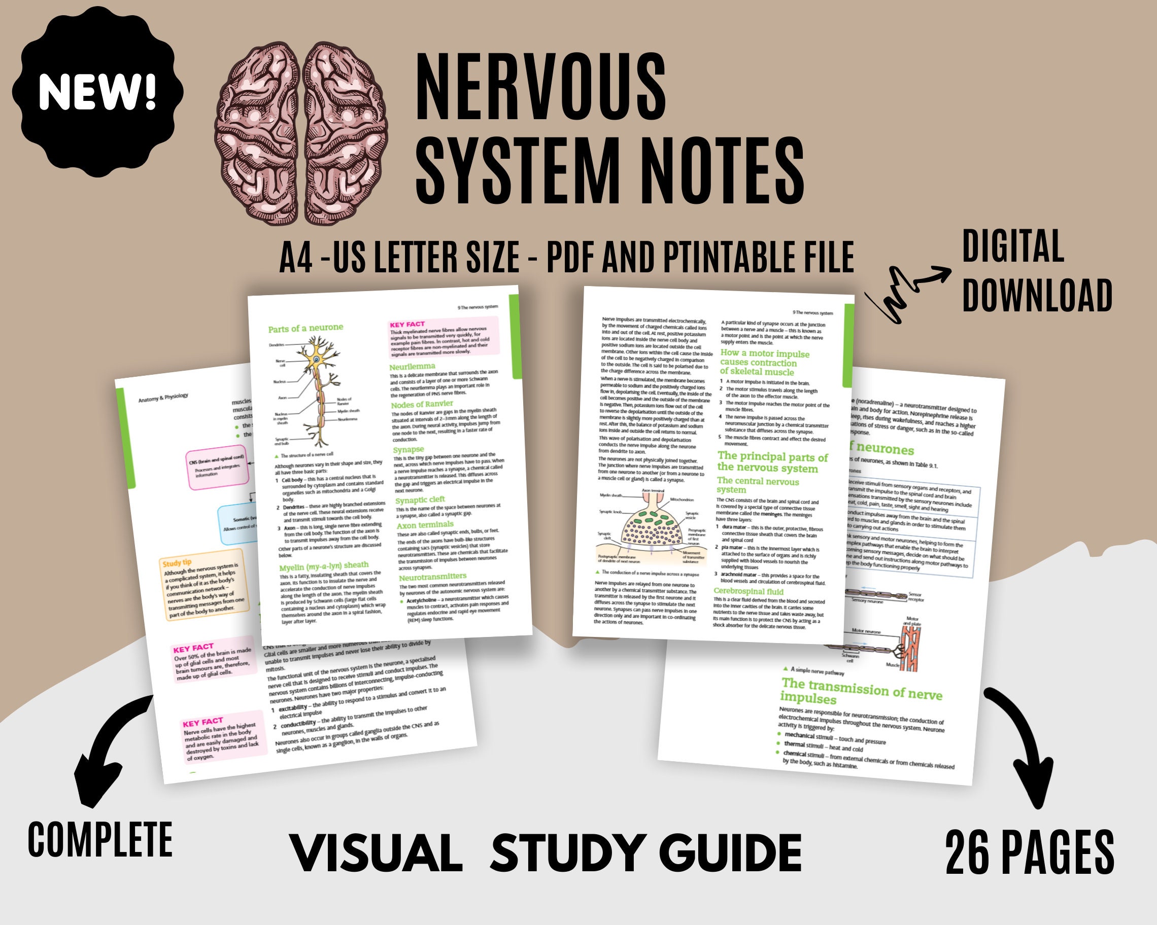 The Nervous System biology Notes - Etsy