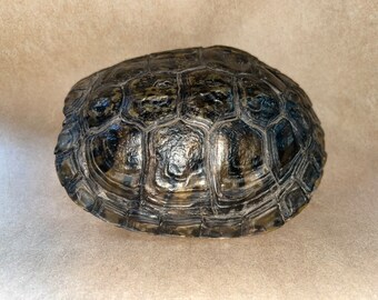 Turtle Shell Replica - Etsy