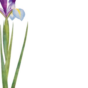 Iris Printable Stationary, 8.5 X 11 Inch Digital Download, Vintage ...