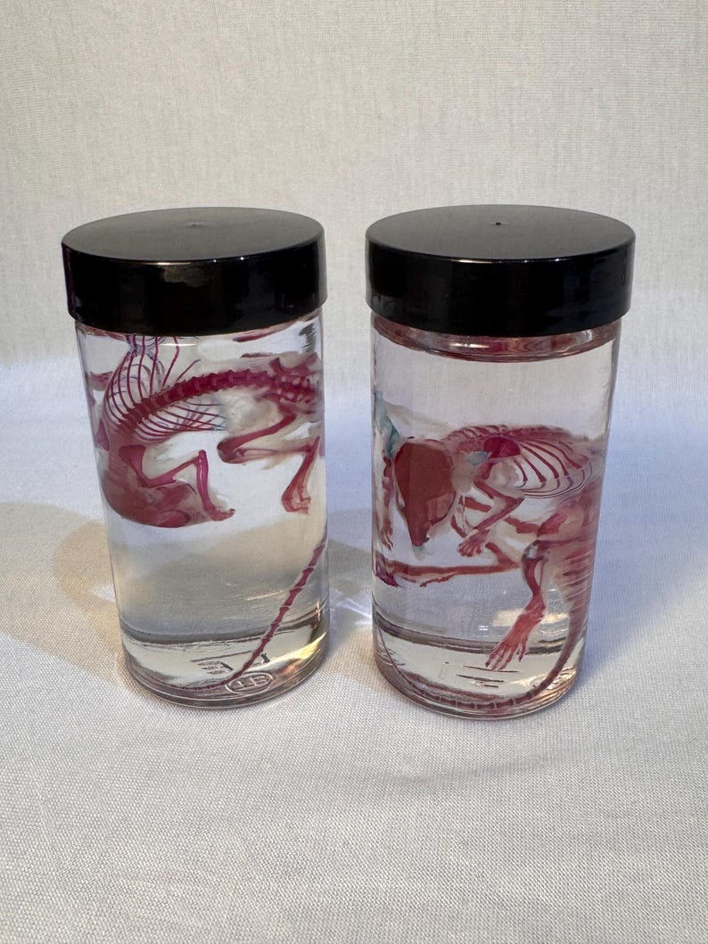One Diaphonized Large Adult Mouse, Lot of 10 Mice, Specimens May Vary ...