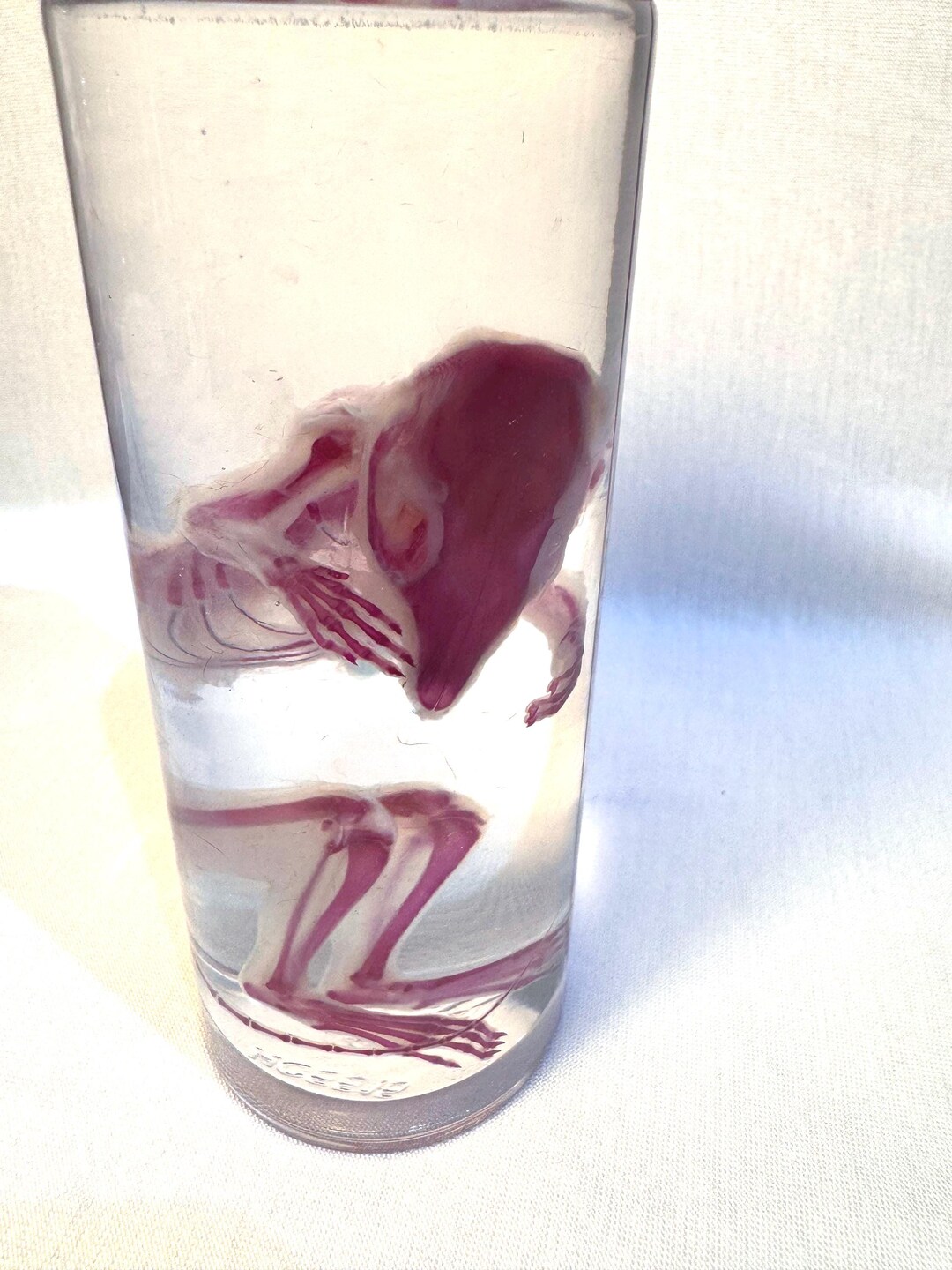 Rare Diaphonized Adult Chipmunk. Specimen in a 12oz Plastic Jar Filled ...