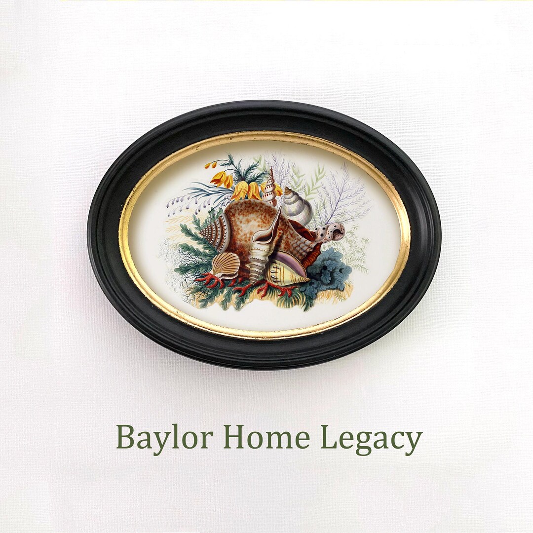 Framed Seashell Print in Oval Frame; Museum Quality Print of Seashells ...