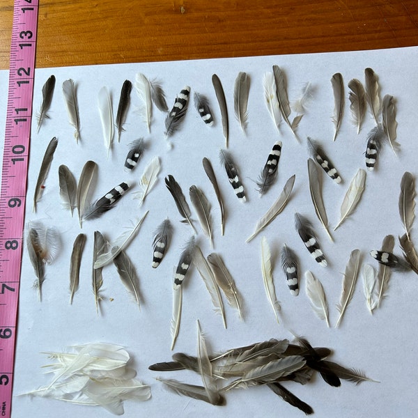 Zebra Feathers - Etsy