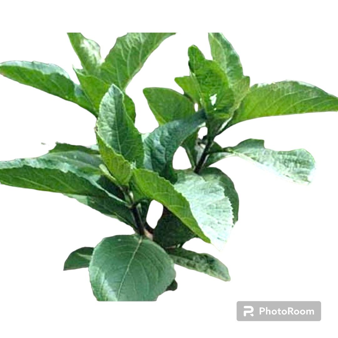 Dried Bitter / Ewuro / Onugbu Leaves - Etsy