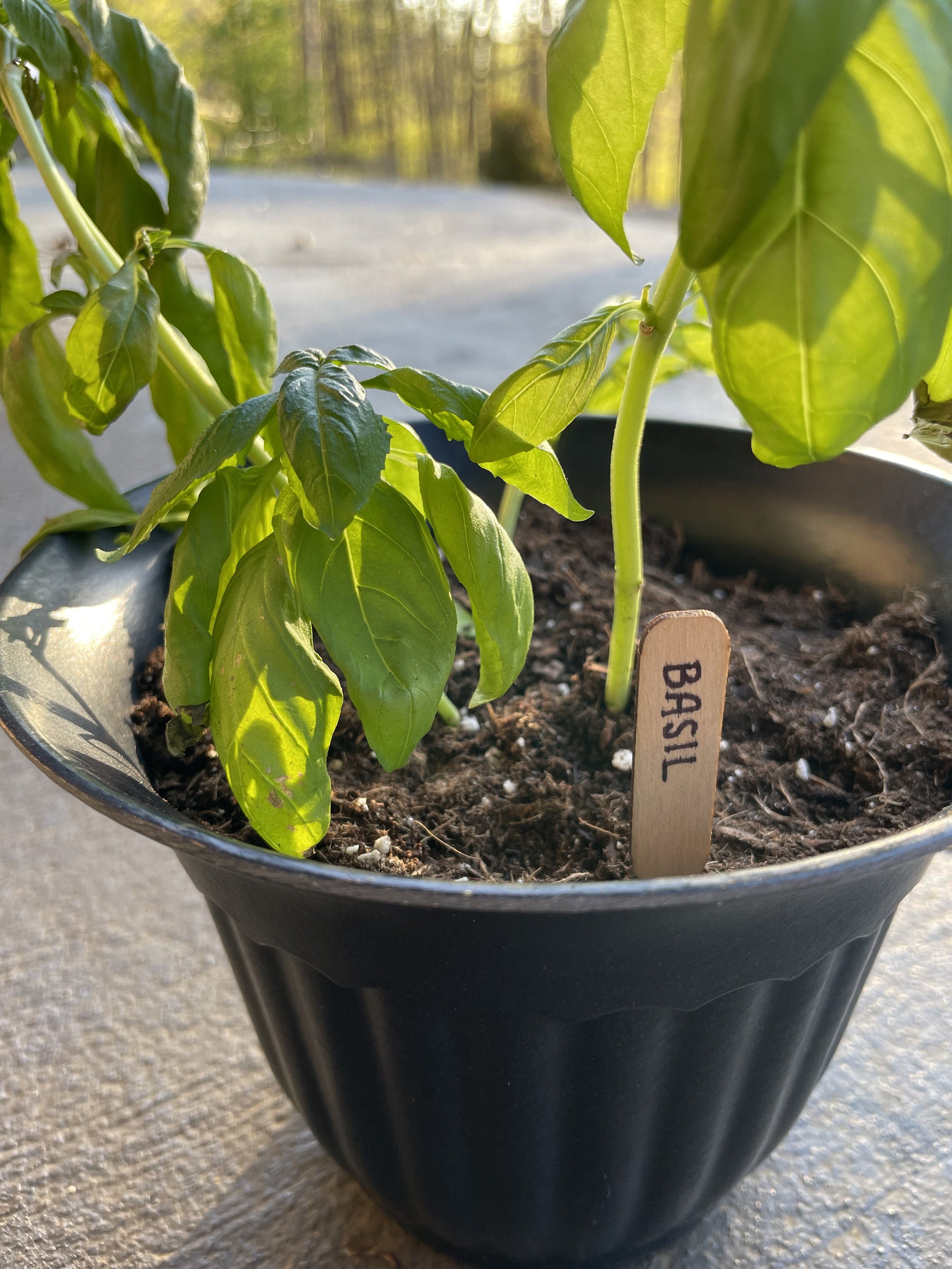 Seed Starter Plant Labels SVG Laser Cut File Digital Download - Etsy