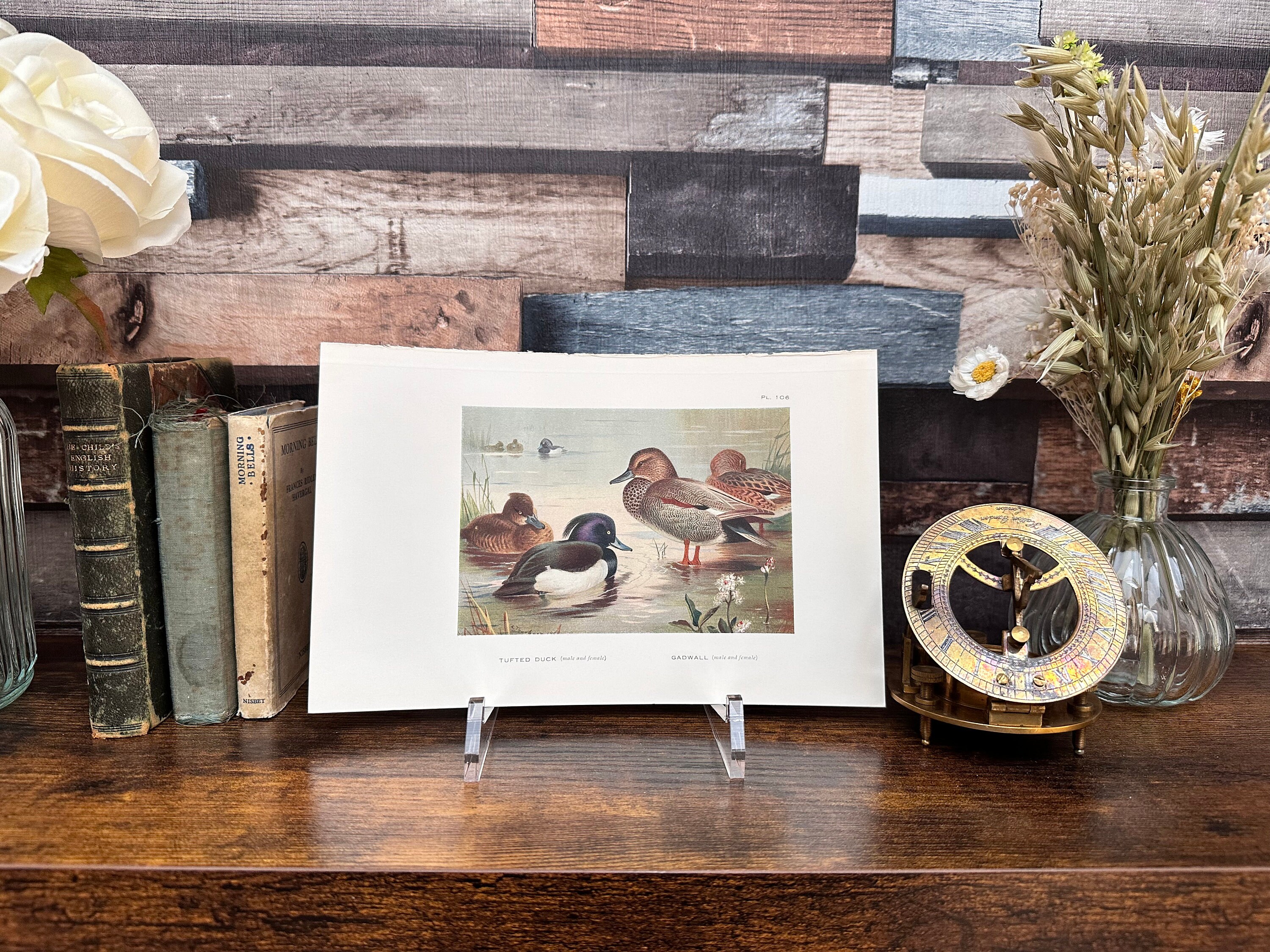 Vintage Bird Bookplate Tufted Duck & Gadwall - Etsy