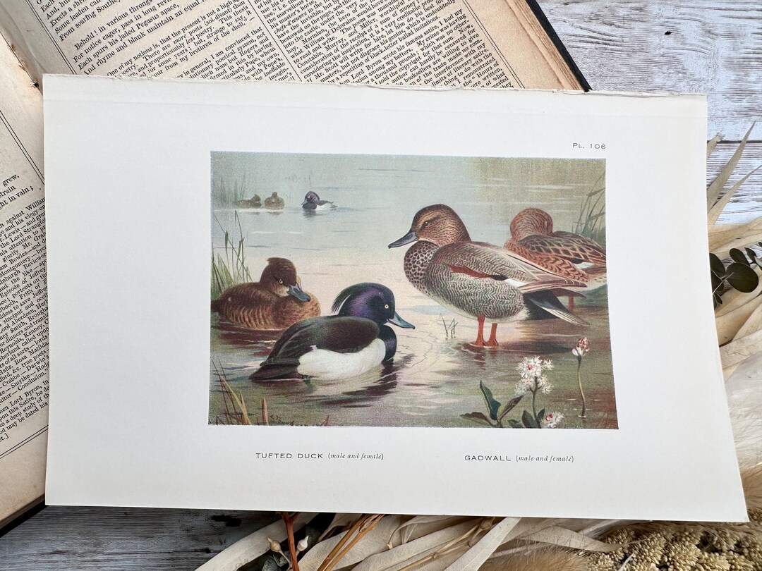 Vintage Bird Bookplate Tufted Duck & Gadwall - Etsy
