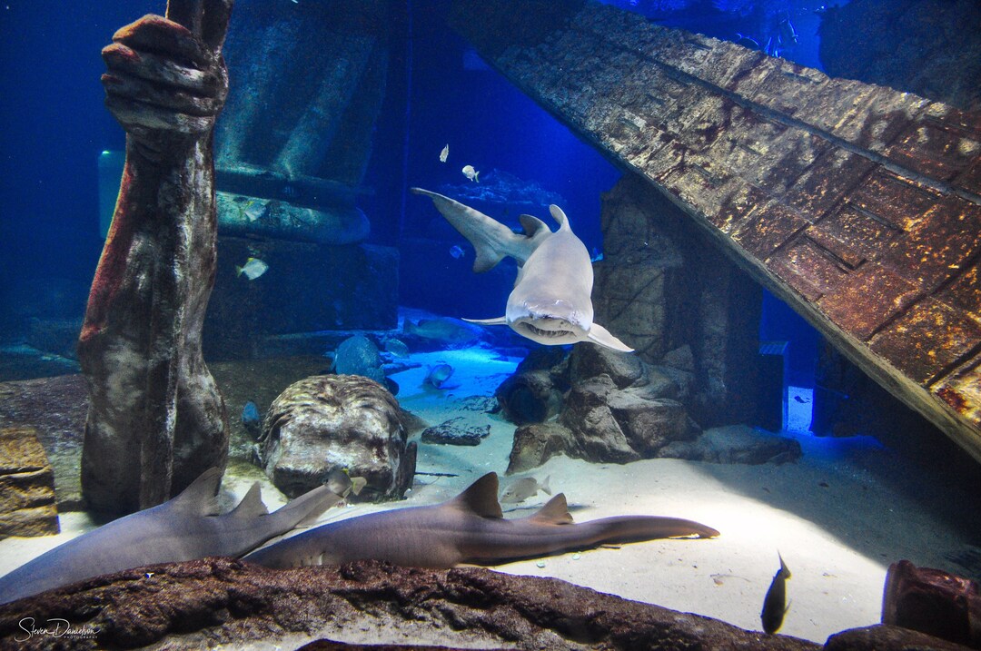 Beautiful Blue Photo Art of Shark Underwater in Aquarium With ...