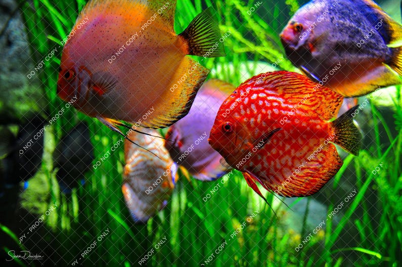 Photo of Brightly Colored Tropical Fish Underwater in Riverhead ...