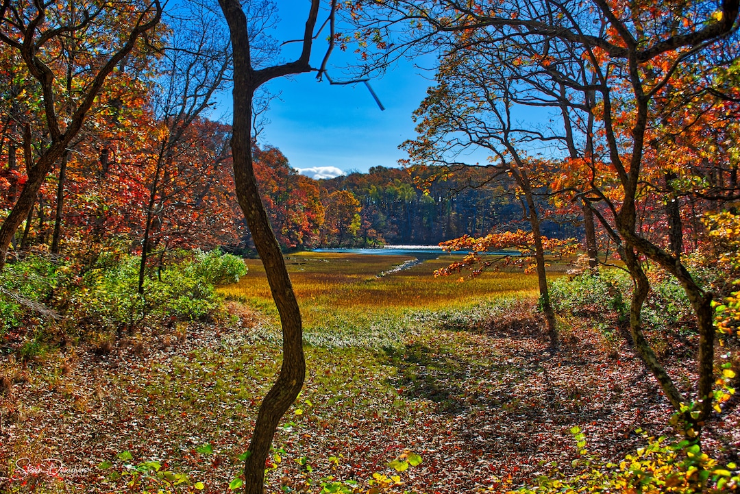 Mashomack Nature Preserve Pond Area in Lowland on Shelter Island, Long ...