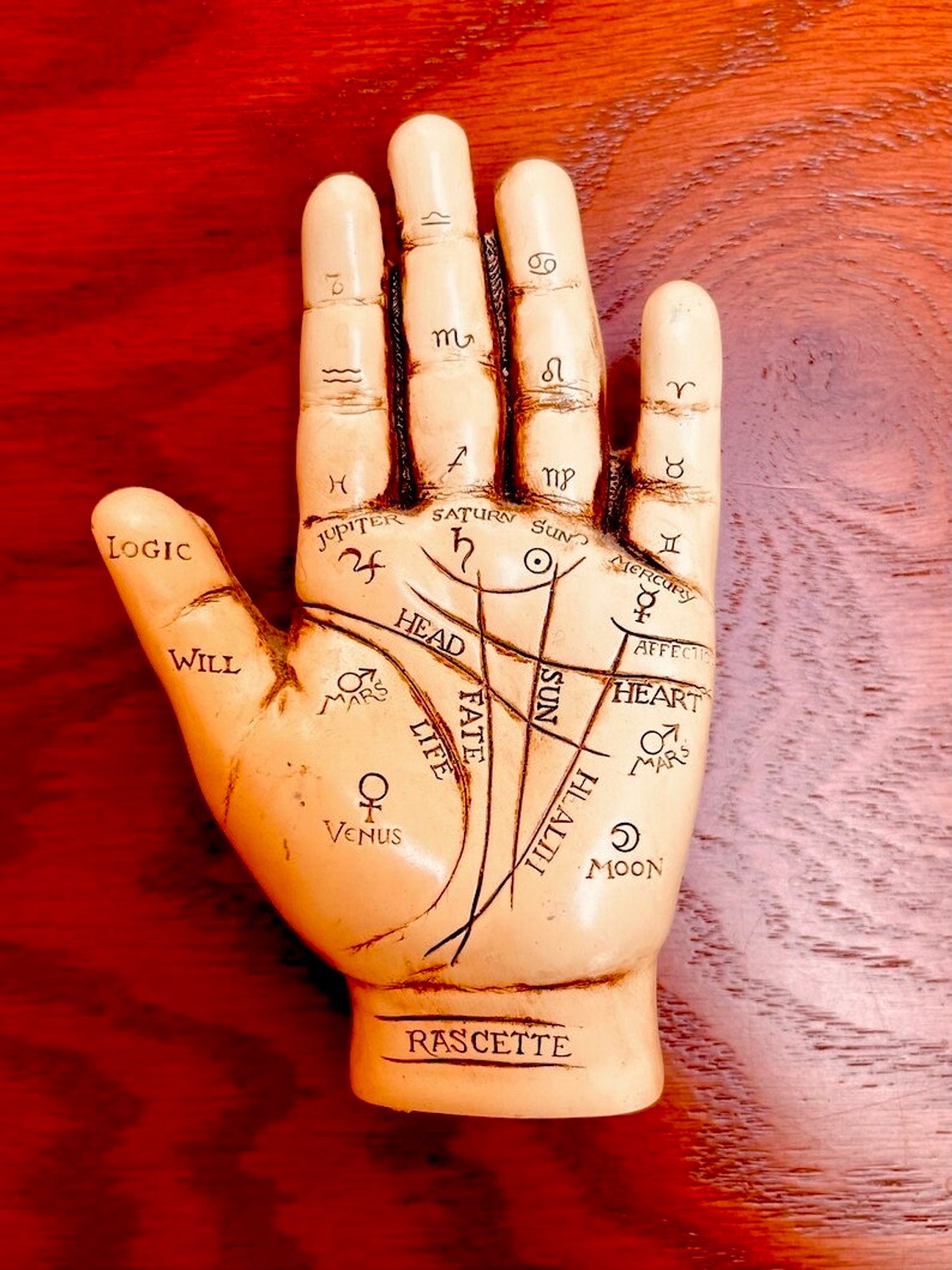 Unique Palmistry Life Lines Hand Model Sculpture Fortune Telling Palm ...