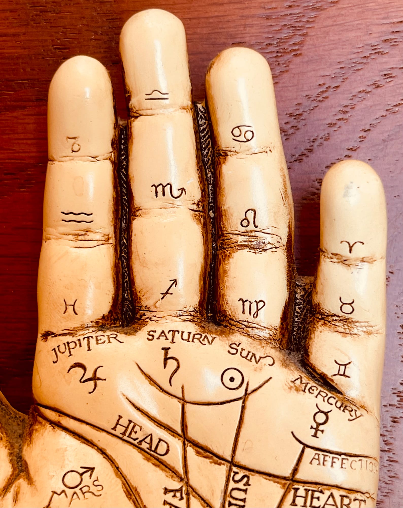 Unique Palmistry Life Lines Hand Model Sculpture Fortune Telling Palm ...