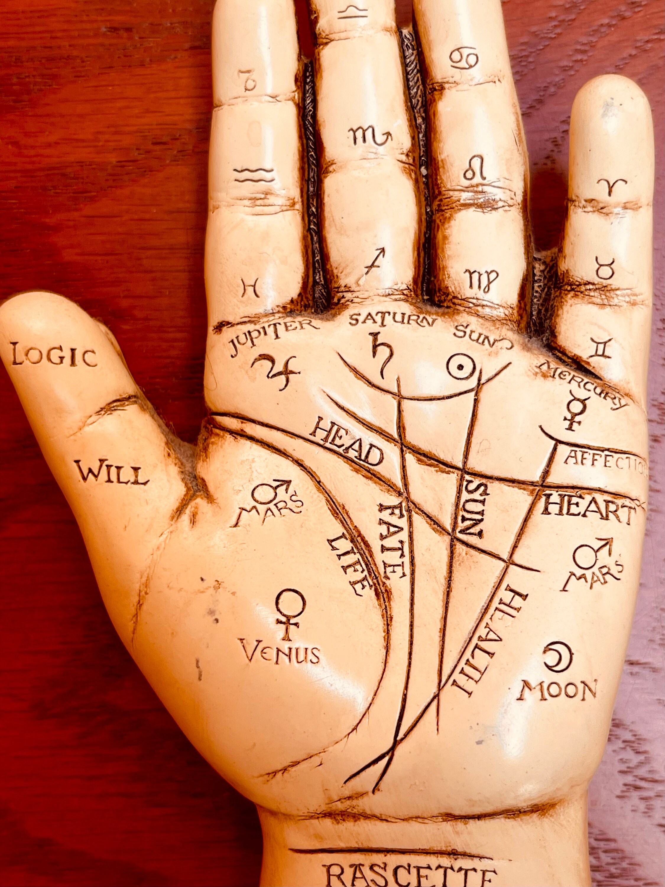 Unique Palmistry Life Lines Hand Model Sculpture Fortune Telling Palm ...
