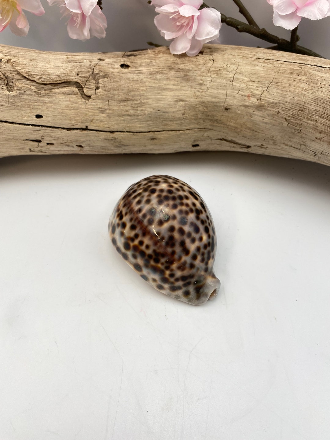Large Cowrie Shell From Borneo 1980's - Etsy