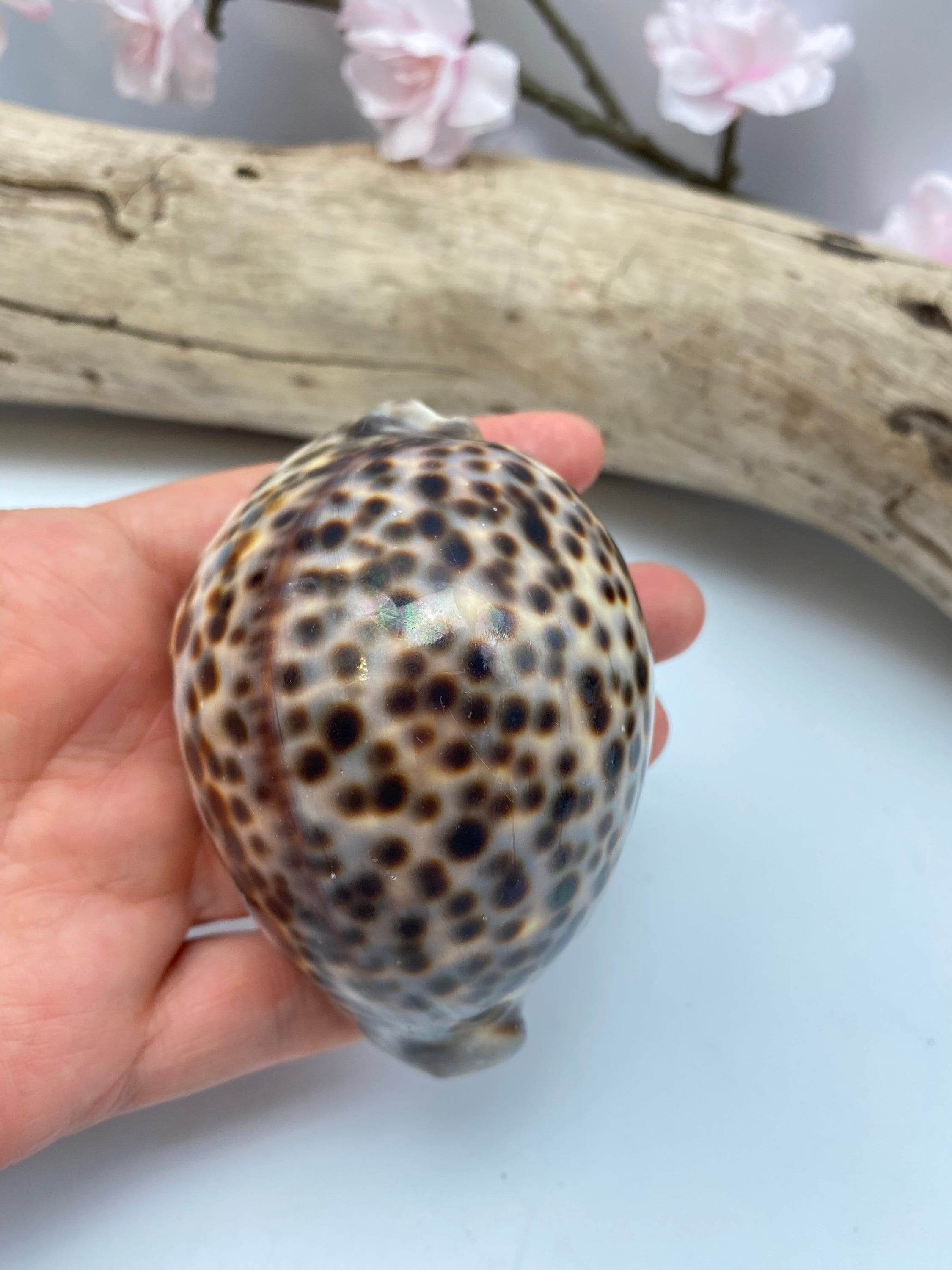 Large Cowrie Shell From Borneo 1980's - Etsy
