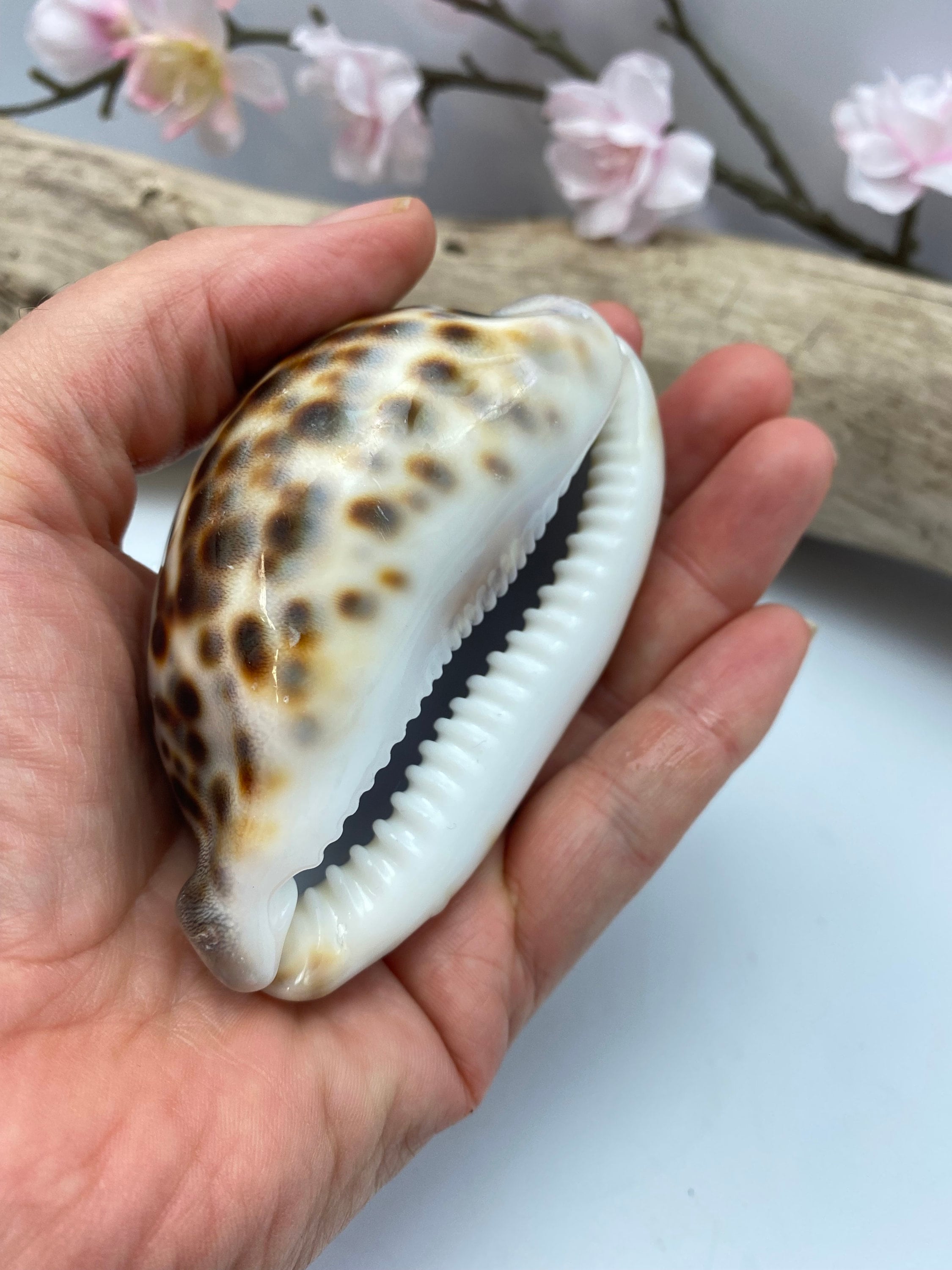 Large Cowrie Shell From Borneo 1980's - Etsy