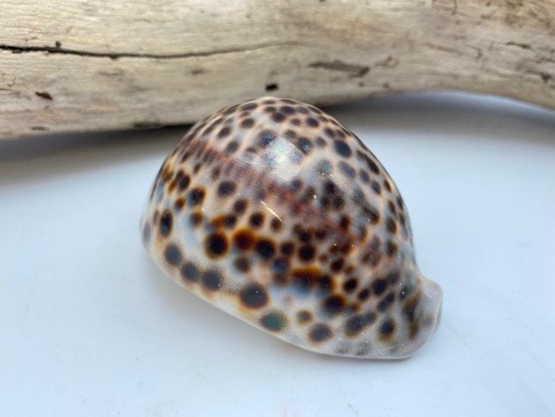 Large Cowrie Shell From Borneo 1980's - Etsy