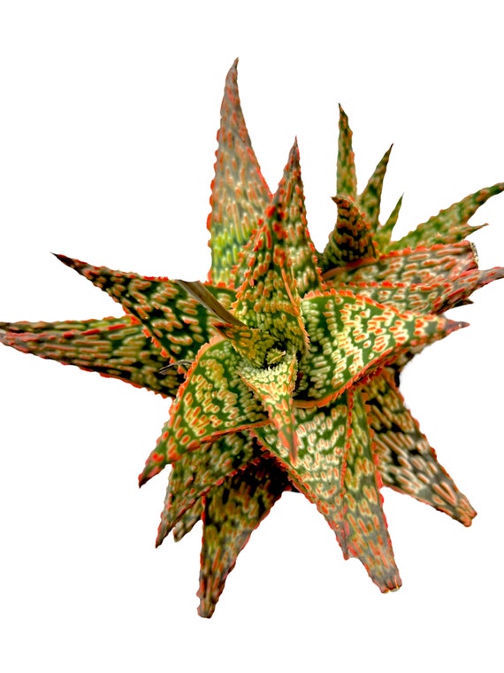 Star Aloe Hybrid firecracker Large 6 Pot - Etsy