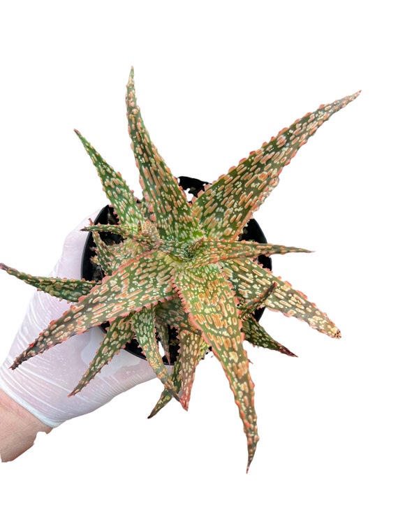 New Star Aloe Hybrid Radioactive Large Plant Growing in a - Etsy