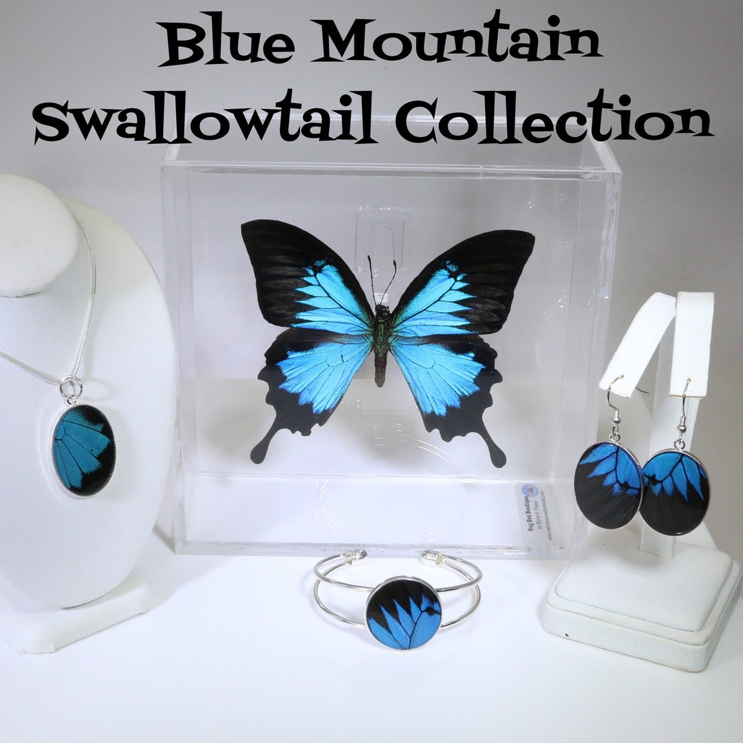 Blue Mountain Swallowtail Butterfly Collection acrylic Display Box real ...