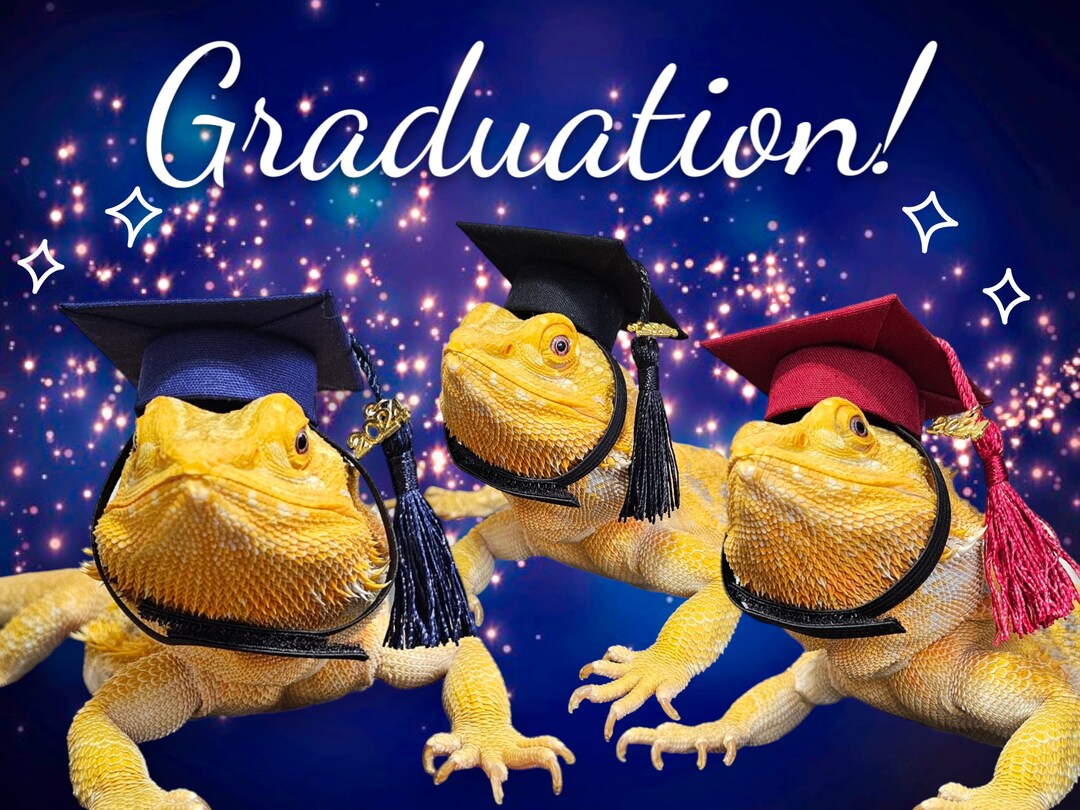 2024 Graduation Hats for Bearded Dragons & Other Small Pets! - Etsy