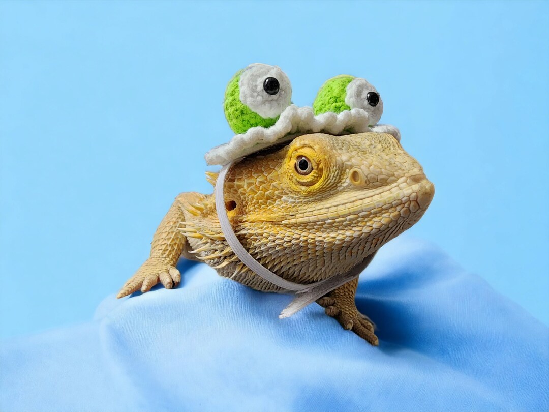 Crochet Frog Eye Hat for Bearded Dragons and Small Pets. Matching Hair ...
