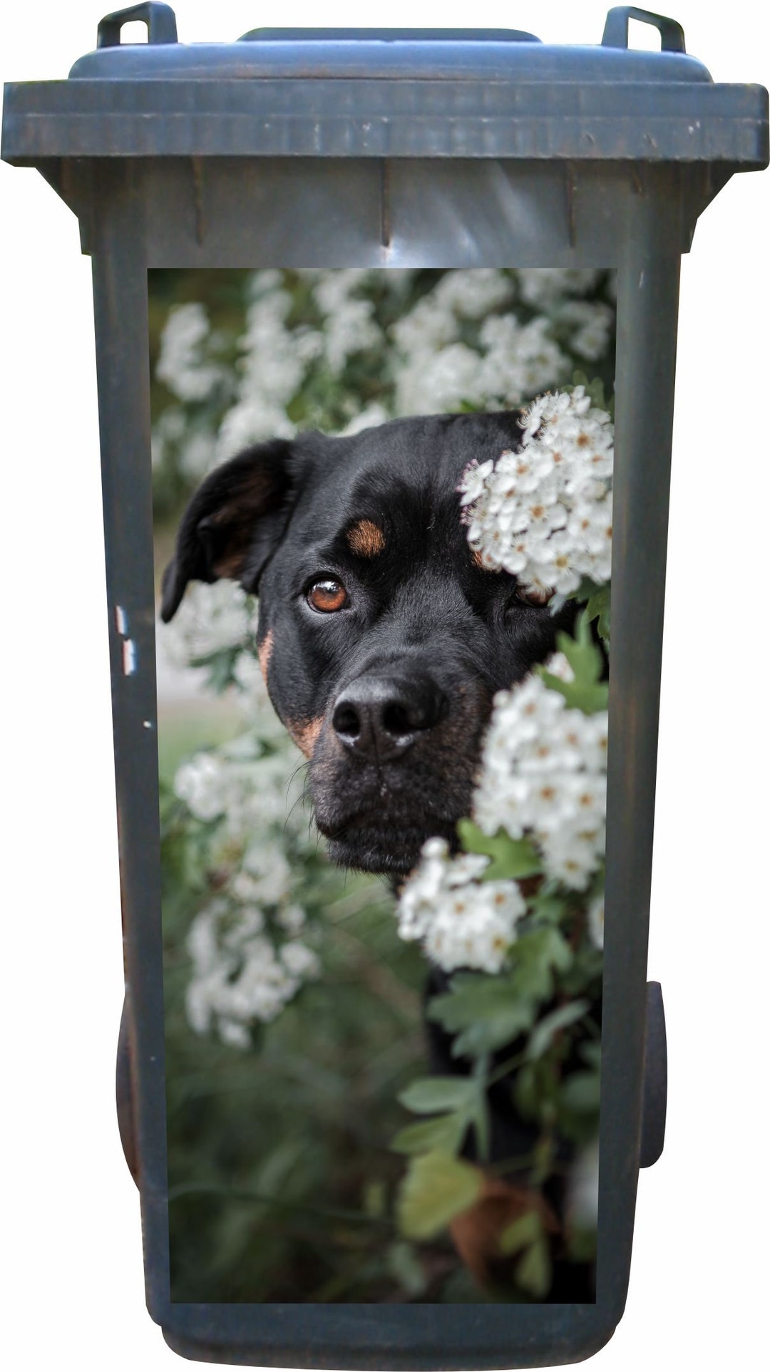 Rottweiler Looking Through Flowers Wheelie Bin Sticker - Etsy