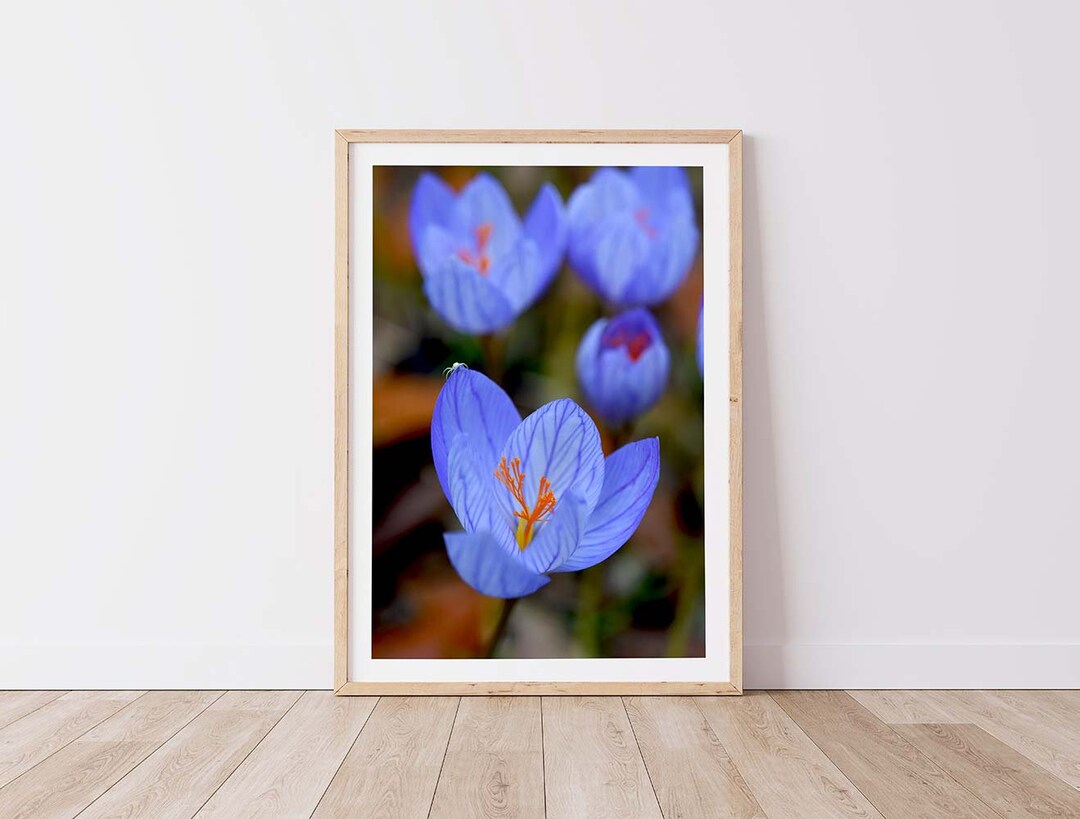 Crocus Flower Photography, Flower Photo, Macro Flower, Close Up, Spider ...