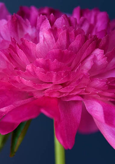 Pink Peony Print, Botanical Print, Flower Print, Peony Wall Art ...