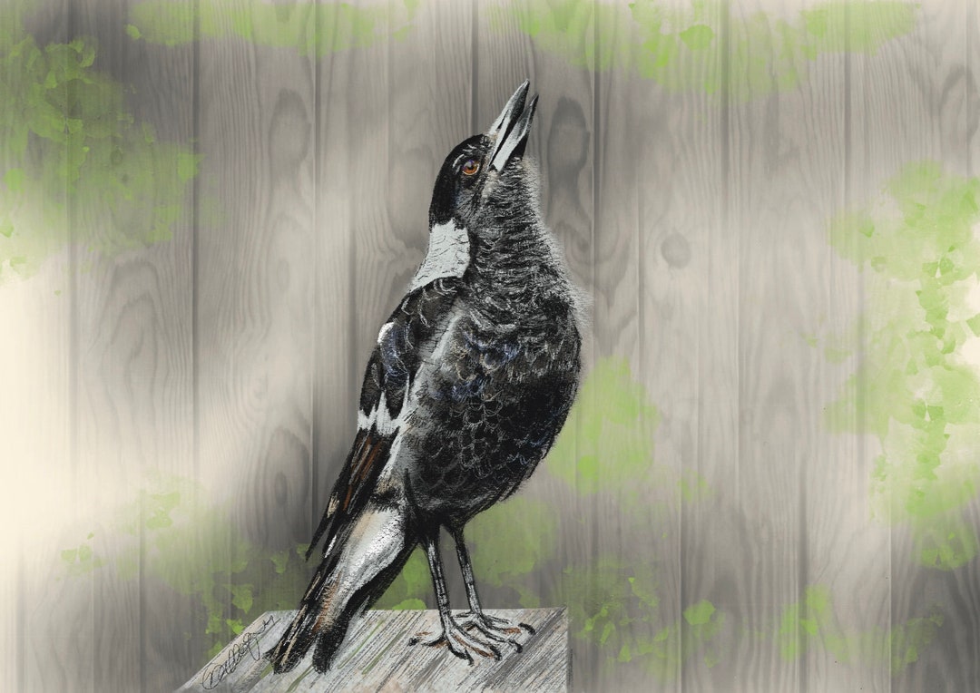 Magpie Song Bird Illustration – an Afternoon Warble Art Print - Etsy