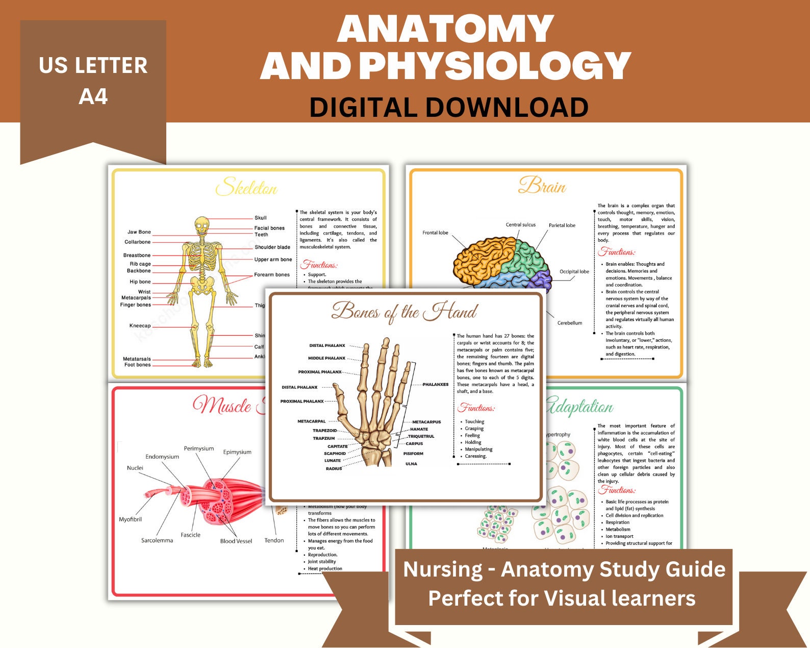 Anatomy and Physiology Flash Cards: Biology Stickers (printable PDF) - Etsy