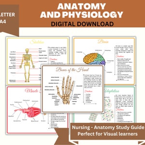 Anatomy and Physiology Flash Cards: Biology Stickers (printable PDF) - Etsy