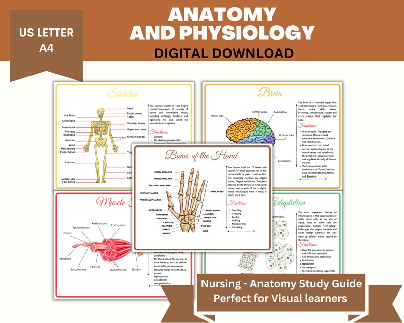 Anatomy and Physiology Flash Cards: Biology Stickers (printable PDF) - Etsy