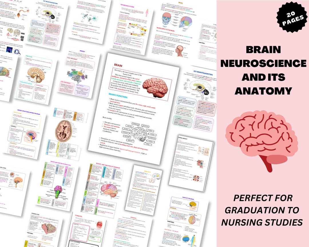 Brain and Neuroscience Therapy Bundle Brain Regions and Its Function ...
